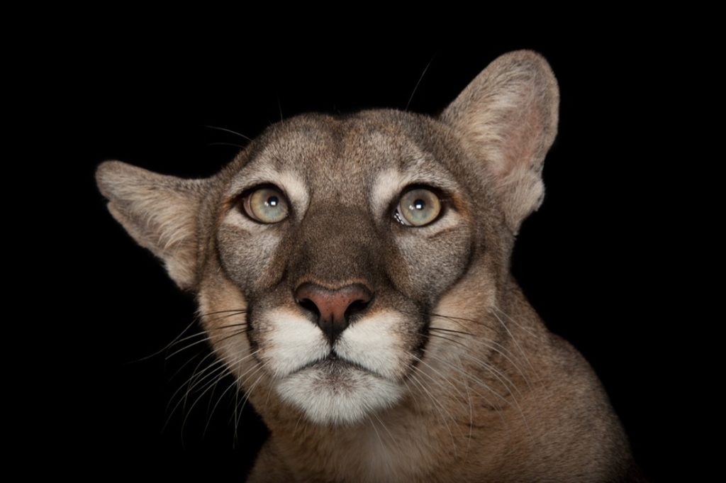 Joel Sartore crea Photo Ark para evitar la extinción - Noticias 22 Digital